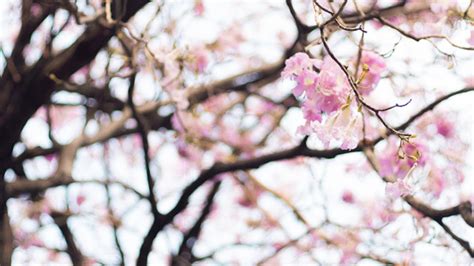 봄 꽃 배경입니다 아름 다운 자연 장면 개화 나무와 태양 플레어 0명에 대한 스톡 사진 및 기타 이미지 0명 계절 꽃