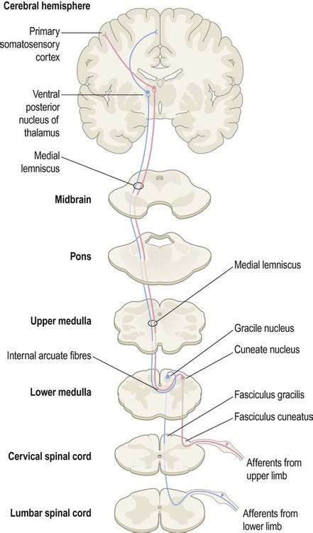 Two Types Of Motor Pathways And Their Functions