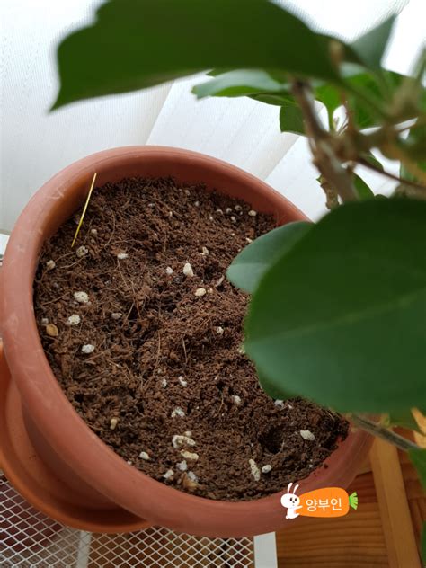 뿌리 파리 날파리 퇴치 방법 6가지 네이버 블로그