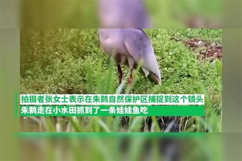 鹮“涮火锅式”捕猎娃娃鱼：狠叼鱼身飞甩 清洗后3秒下肚 鱼身飞 娃娃鱼