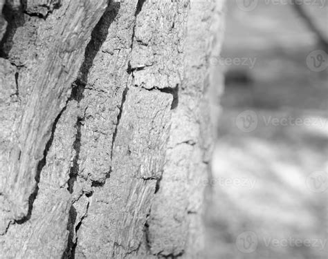 Tree Bark Black And White Monochrome Grayscale Photo Background