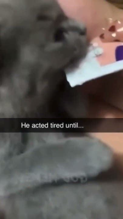 Another Eepy Cat😂 Eep Memes Catmemes Youtube