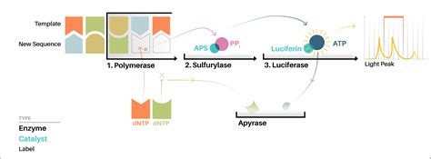 生物信息学bioinformatics学习笔记（三） 高通量测序maxam Gilbert测序原理图 Csdn博客