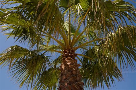 Palm Palmeado Sucursales Foto Gratis En Pixabay Pixabay