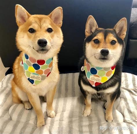 养公狗好，还是养母狗好？过来人告诉你差别很大 知乎