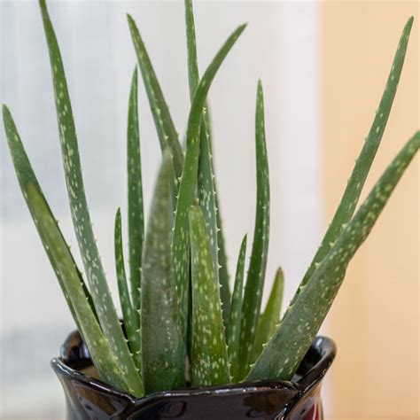 Aloe Vera Shop Sugar Creek Gardens