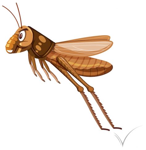 Premium Vector A Brown Grasshopper Jumping