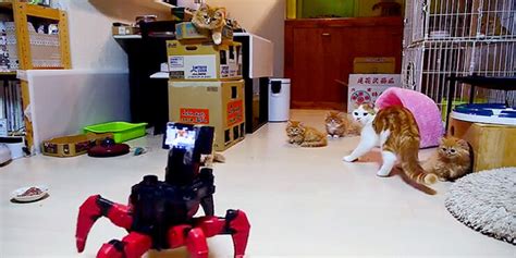 It S Cats Vs Robots In An Adorable Battle Of Extreme Cuteness