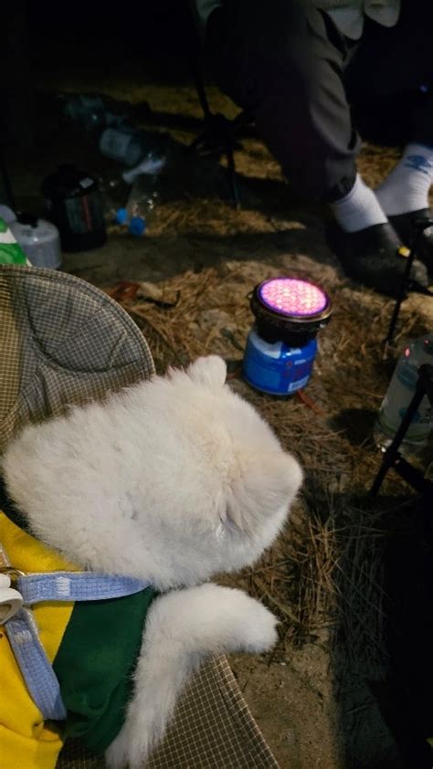 S2530 백패킹 시작하면서 가장 먼저 샀던 제로그램 엘찰텐⛺️ 몇년이 지나도 나의 애장품 1순위 텐트 산섬바다계곡초원사막 어딜 가든 아늑한 집이 되어준다