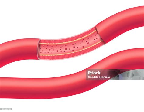 인간의 해부학 적 혈관 동맥에 대한 스톡 벡터 아트 및 기타 이미지 동맥 깨끗한 정맥 Istock