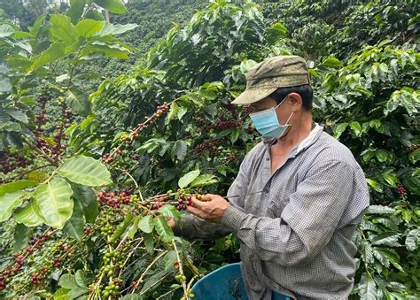 Por Las Lluvias La Producción De Café En Colombia Cayó Un 12 En 2022