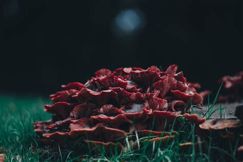 红色毒菌菇jpg格式图片下载 熊猫办公