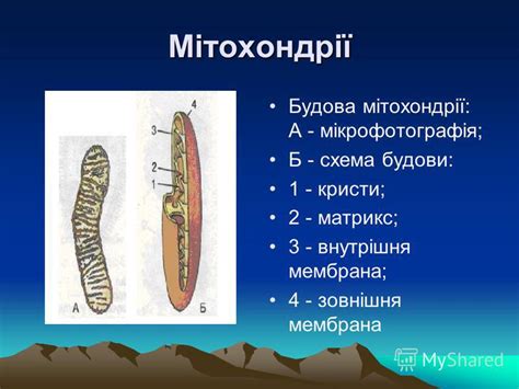 Презентация на тему Мітохондрії Презентація Презентація З біології З