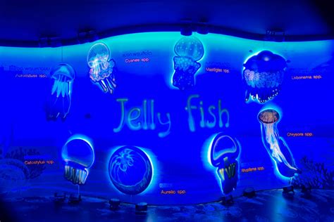 Wonders Of The Aquatic World มหัศจรรย์โลกใต้น้ำที่กลับมาอีกครั้ง กับ