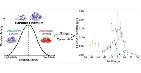Supercharging Carbohydrate Binding Module Alone Enhances Endocellulase