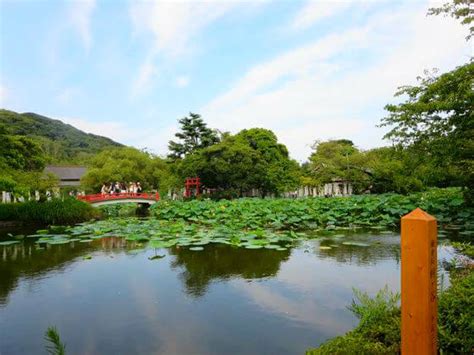 鶴岡八幡宮のハス蓮2024年の見頃は 歩いてみたブログ