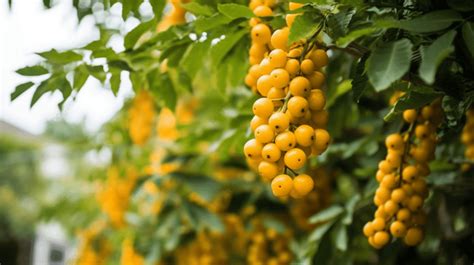 Yellow Berries From A Tree Background Climbing Plant With Yellow Fruits Hd Photography Photo