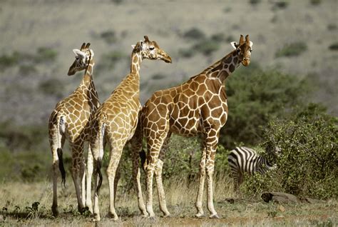 Giraffes In Africa