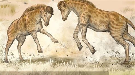 Giraffes Evolved Long Necks For “sexual Combat” New Study Suggests