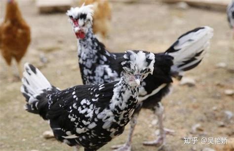 雏鸡严格中开口用什么药 不同品种的鸡开口使用什么 饲养贵妃鸡 知乎