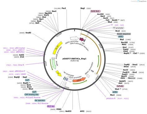 Addgene Pgadt7 Rwt4careg1 Addgene Pgadt7 Rwt4careg1