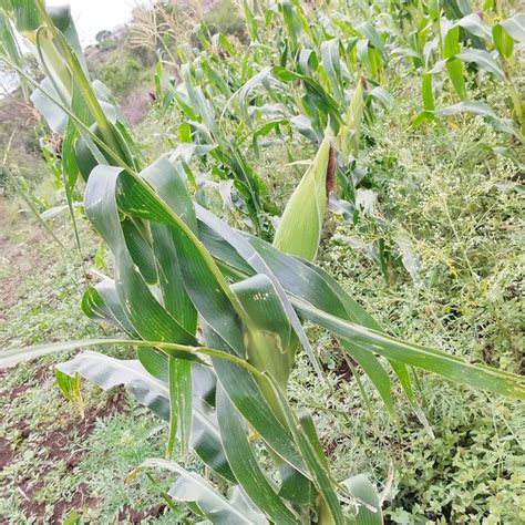 At Vanumusa Farm Bongumusa Samuel Dlamini