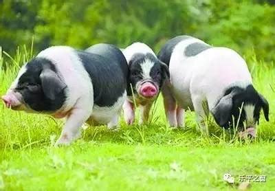 乐平花猪肉摆上了南昌市民的餐桌