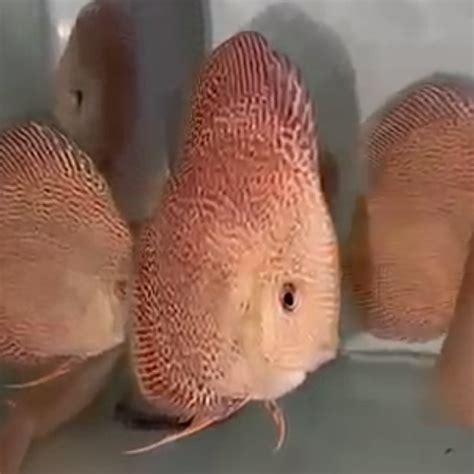 Red Ruby Maze Lss 8 9cm Bo Ozdiscus