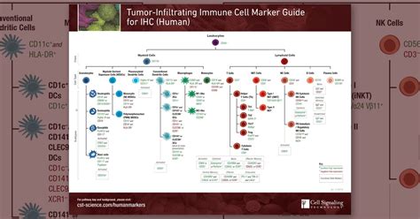 To Understand How Different Lymphoid Lineage Cells Function In