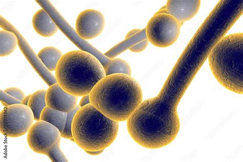 Digital Illustration Of Fungi Candida Albicans Which Cause Candidiasis