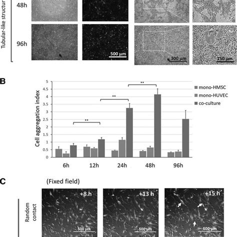 Coculture Promoted Cell Aggregation Structure Formation A