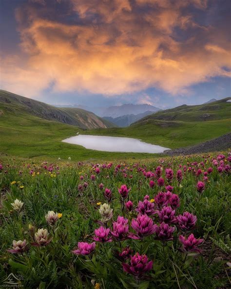 Lars Leber Photography On Instagram Wildflower View In The San Juan
