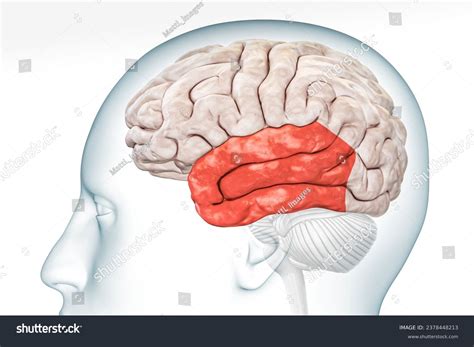 Cerebral Cortex Temporal Lobe Red Color Stock Illustration 2378448213 Shutterstock