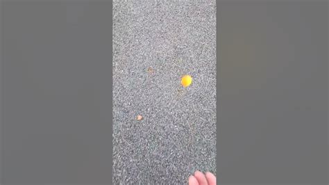 satisfying asmr bouncy ball youtube