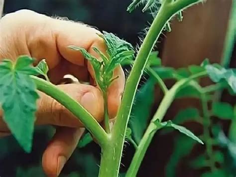 Як правильно пасинкувати помідори для гарного врожаю поради та особливості Читайте на Ukr Net