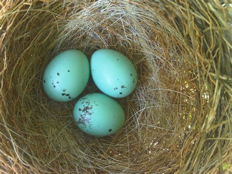 How Do You Take Care Of A Wild Bird Egg Unique Rare Bird