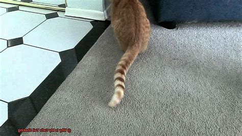 Why Is My Cats Tail Shaking