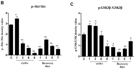 Phospho Akt And Phospho Gsk3β Were Downregulated In Compressed Tissues