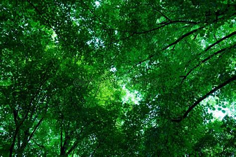 Nature Of Green Leaf In Garden At Summer Natural Green Leaves Plants