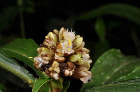 Pollia Thyrsiflora Commelinaceae