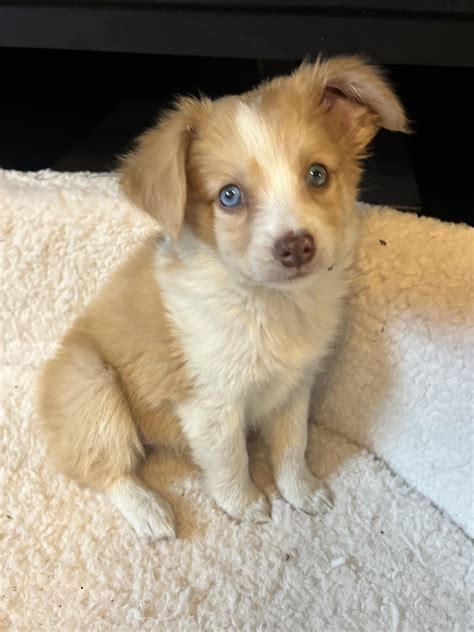 Mini Aussie
