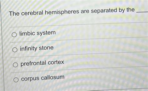 Solved The Cerebral Hemispheres Are Separated By Thelimbic
