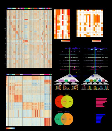 Motif Enrichment Analyses Identify Cell Type Specific Regulatory