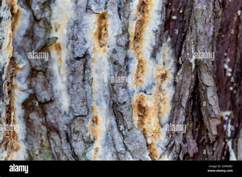 Macro Wild Of Wooden Textured Background With Damages And Moss Stock