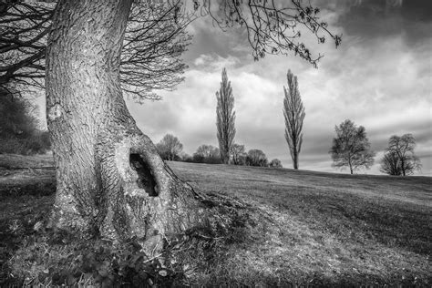 Dutch Elm Disease Longacre Tree Surgery
