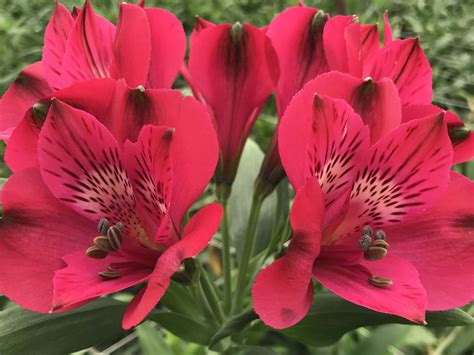 Melrose Worldwide Alstroemeria Exporters