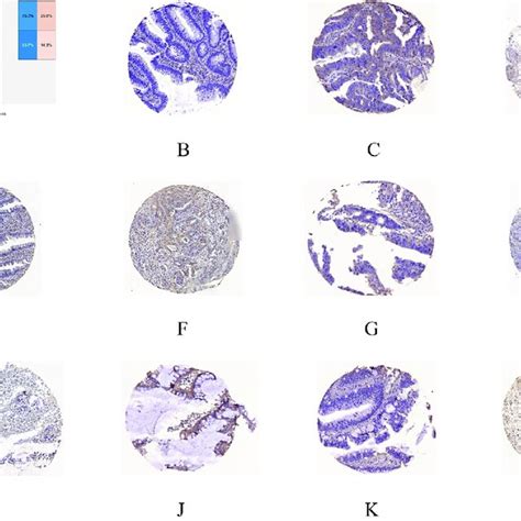 Nasnet Large Features A Convolution Layer Stem Conv1 2nd Layer Download Scientific