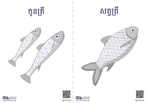 វដ្តជីវិតសត្វត្រី ពណ៌ Rermork Digital Library