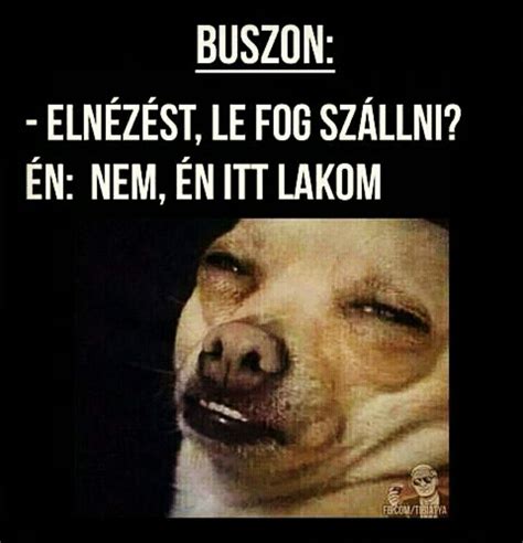 Pin di Patrik Olivér Szaniszló su Funny
