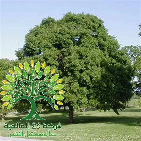 شجرة فيكس التسيما Ficus Altissima شركة 29 العالمية